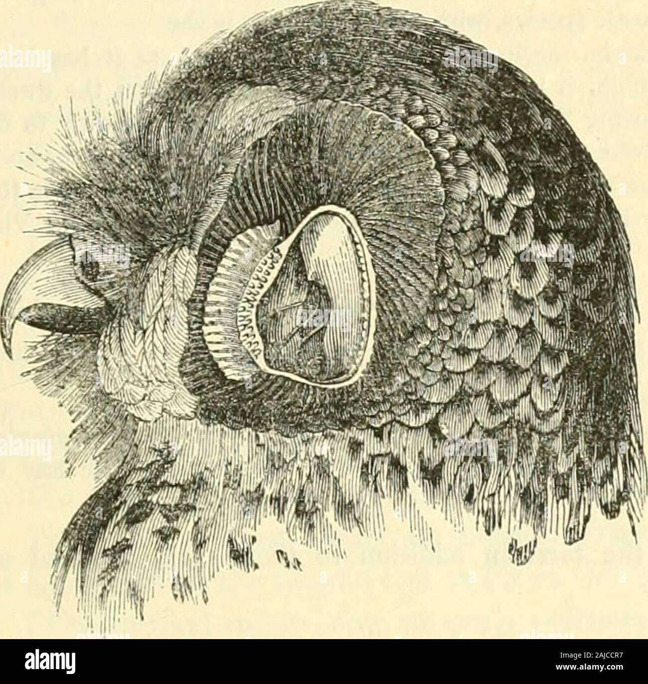 Le Harfang High Resolution Stock Photography and Images - Alamy