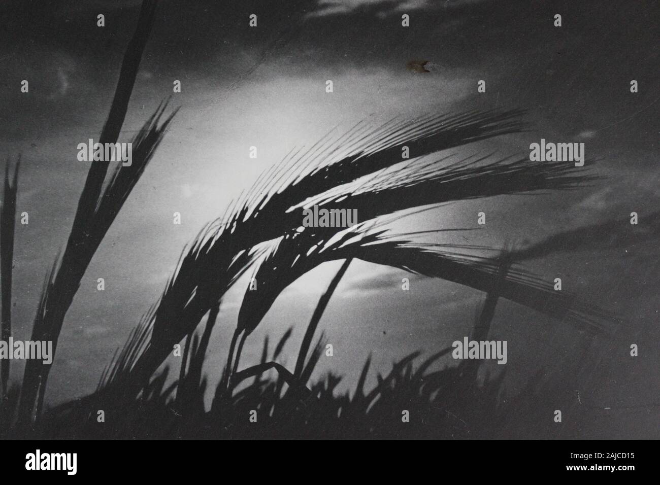 Fine 70s vintage black and white photography of wild grasses growing in ...