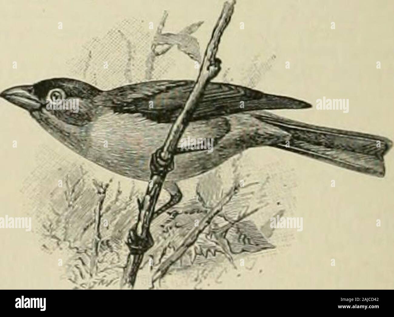 Piquet Cards High Resolution Stock Photography and Images - Alamy