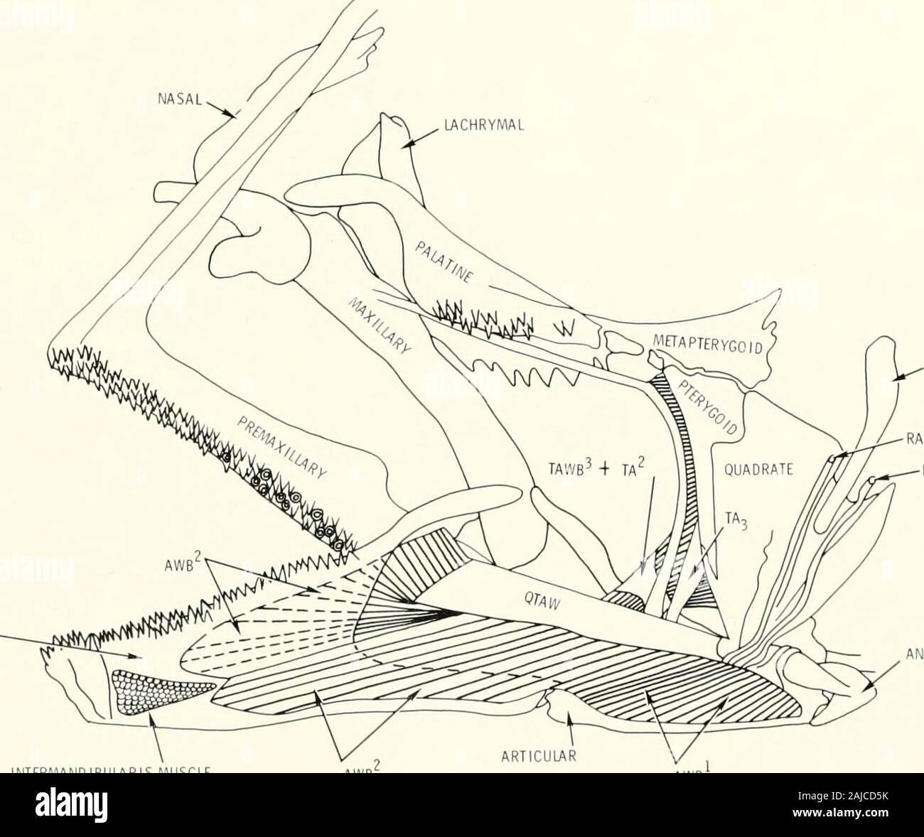 Occasional papers of the California Academy of Sciences . PALATINE ...