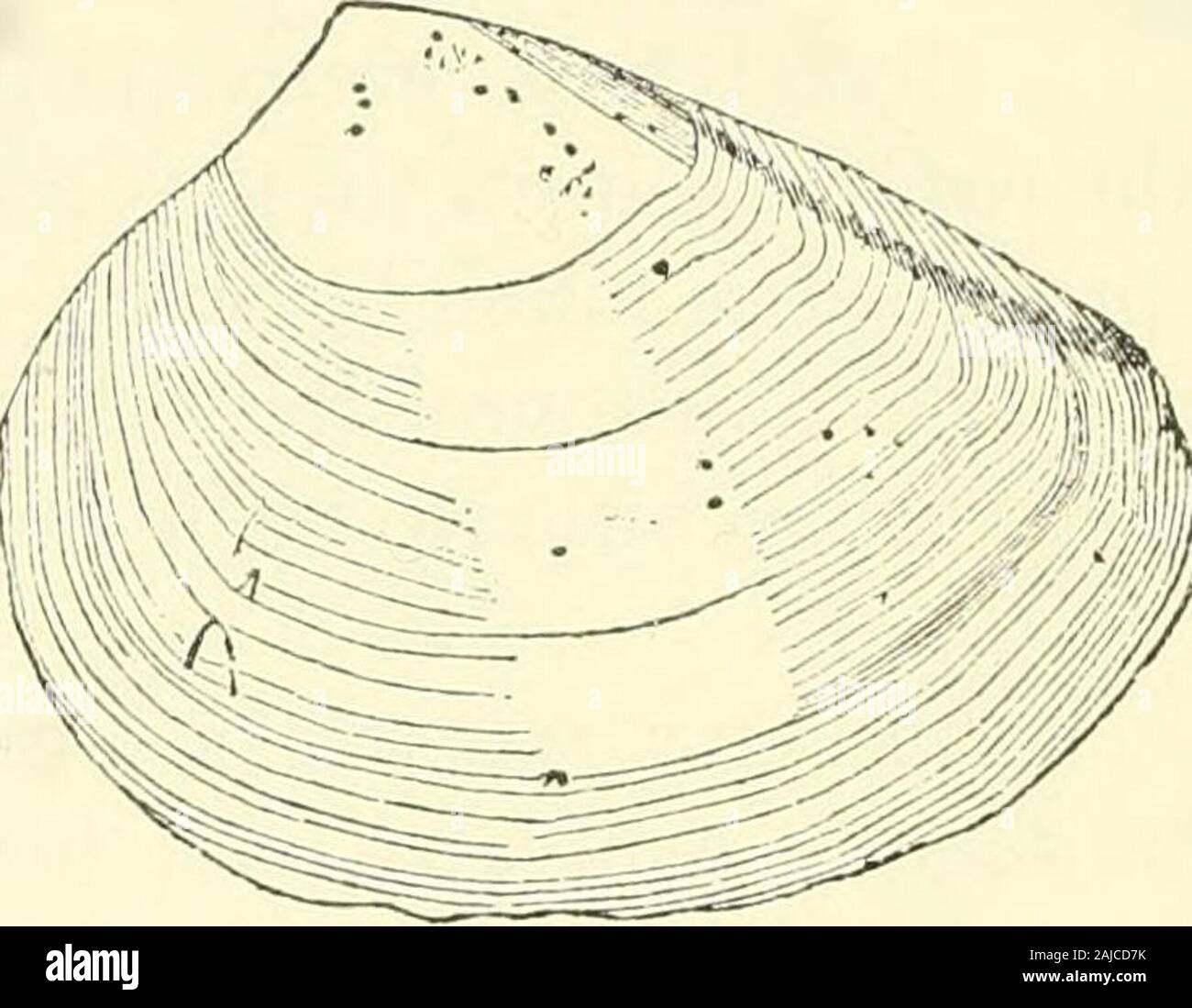 Bulletins of American paleontology . MACTRA SIMILIS.—SAY. Shell thin ...