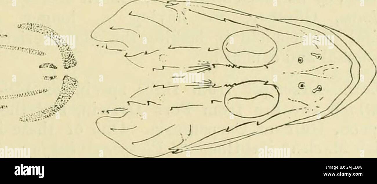 Strong supraorbital ridge hi-res stock photography and images - Alamy