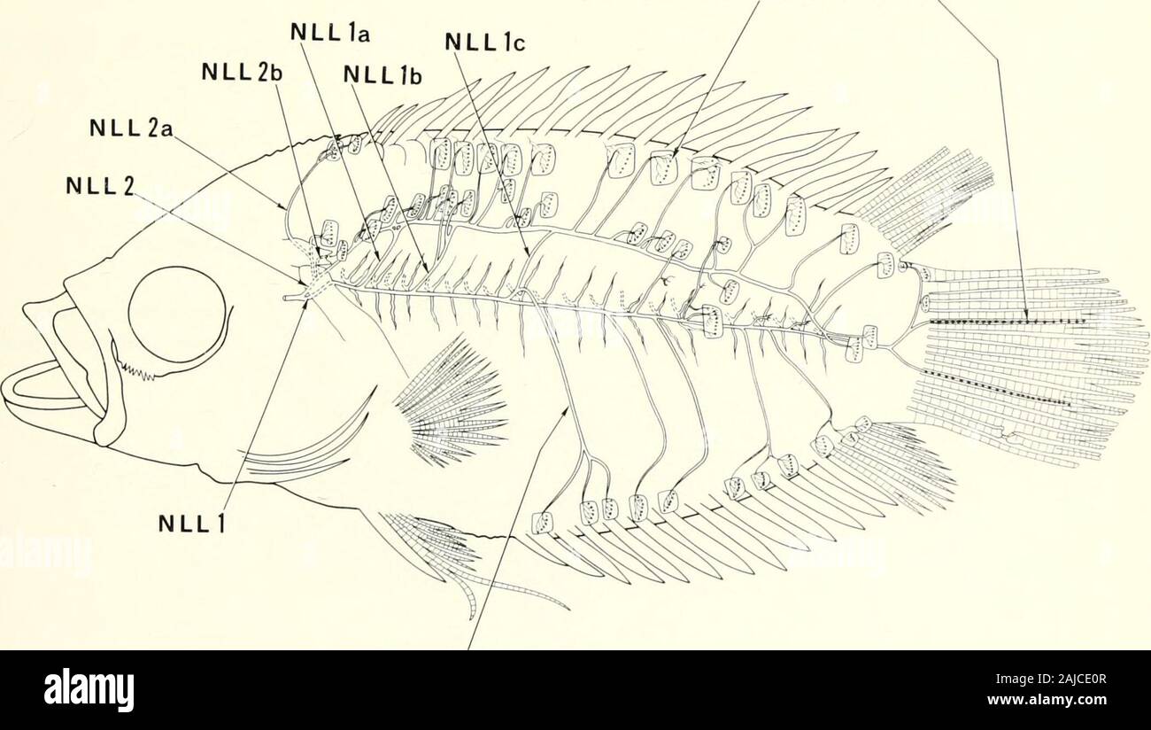 Occasional papers of the California Academy of Sciences . al gill raker ...