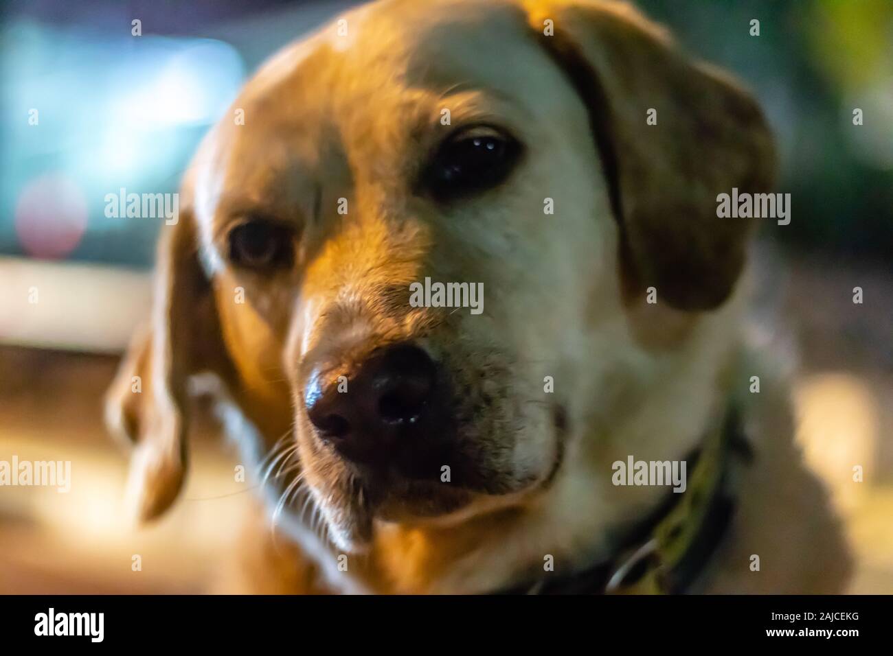 Swagger portrait hi-res stock photography and images - Alamy