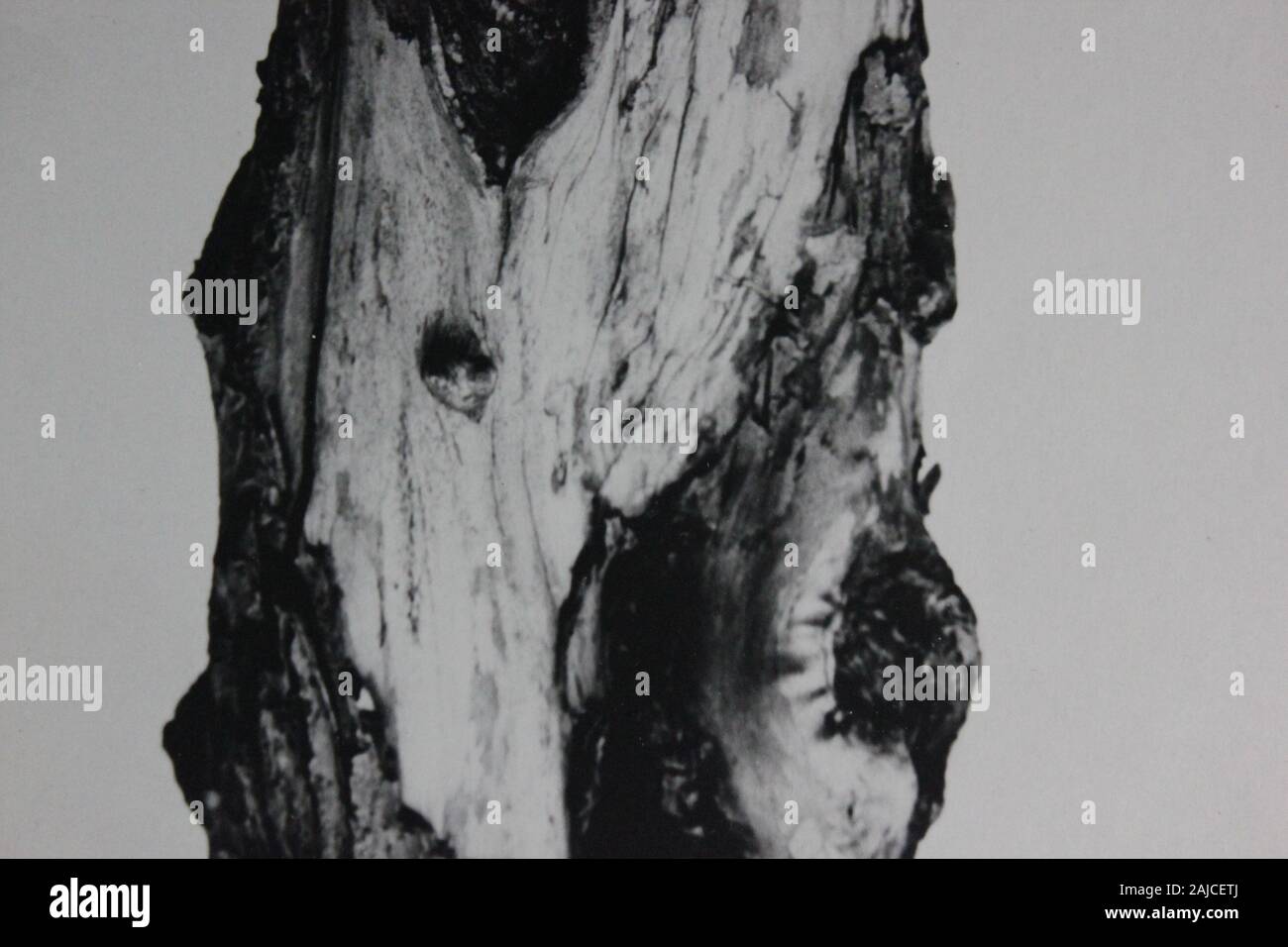 Fine 1970s vintage black and white photography of the beauty of nature ...