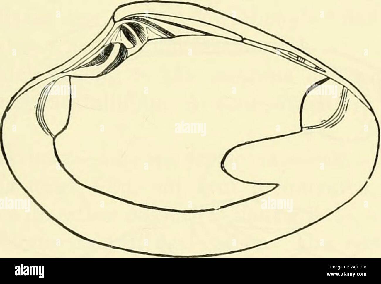 Fossil shell bed hi-res stock photography and images - Alamy