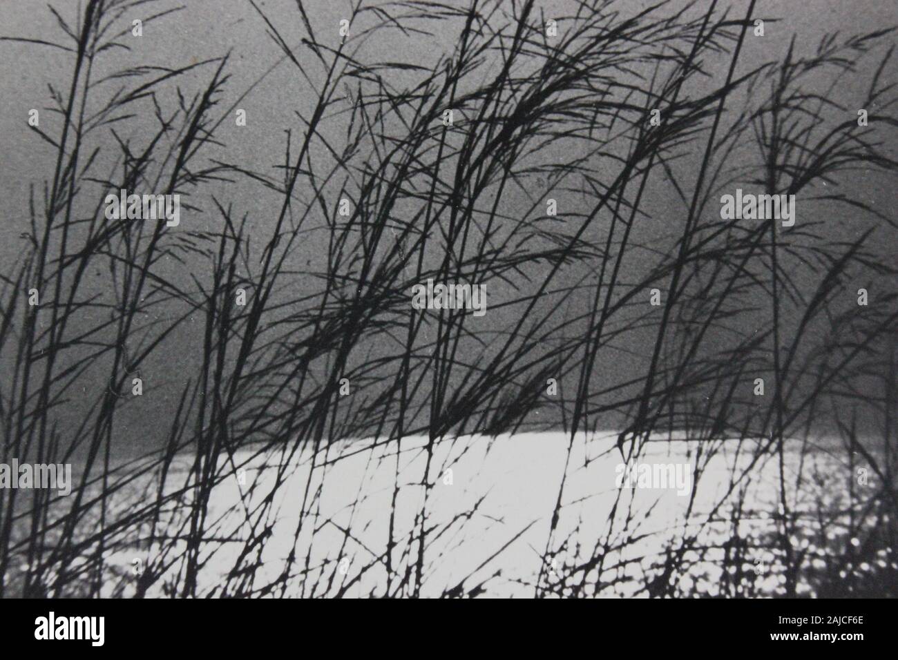 Fine 1970s black and white photography of quiet grass growing lake side ...