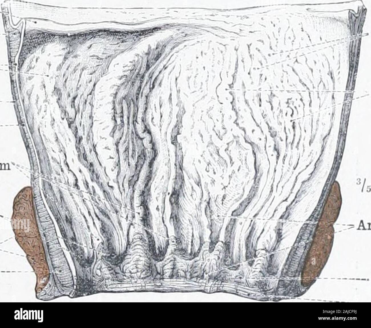 Internal circular muscular layer hi-res stock photography and images ...