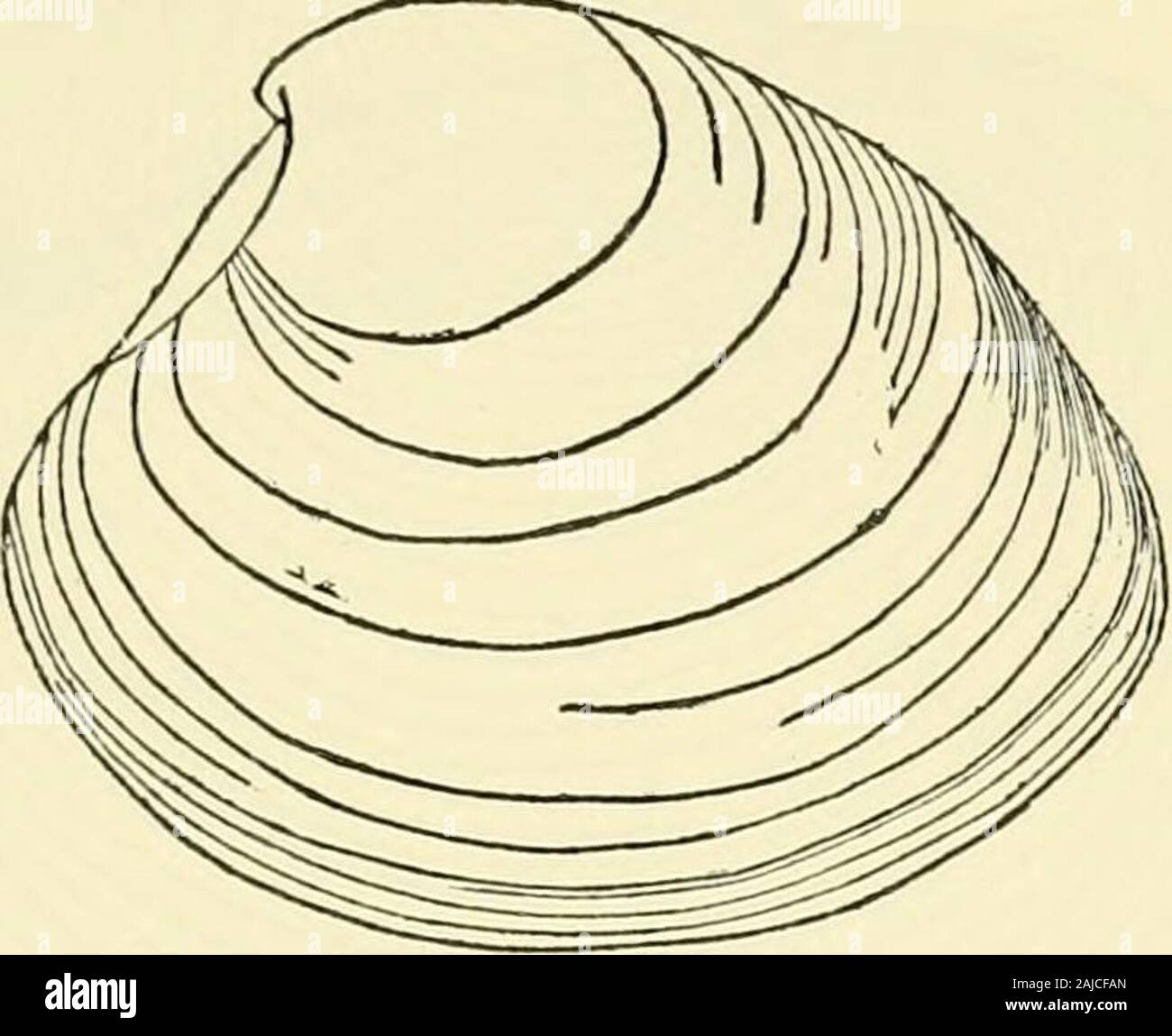 Sub fossils hi-res stock photography and images - Alamy