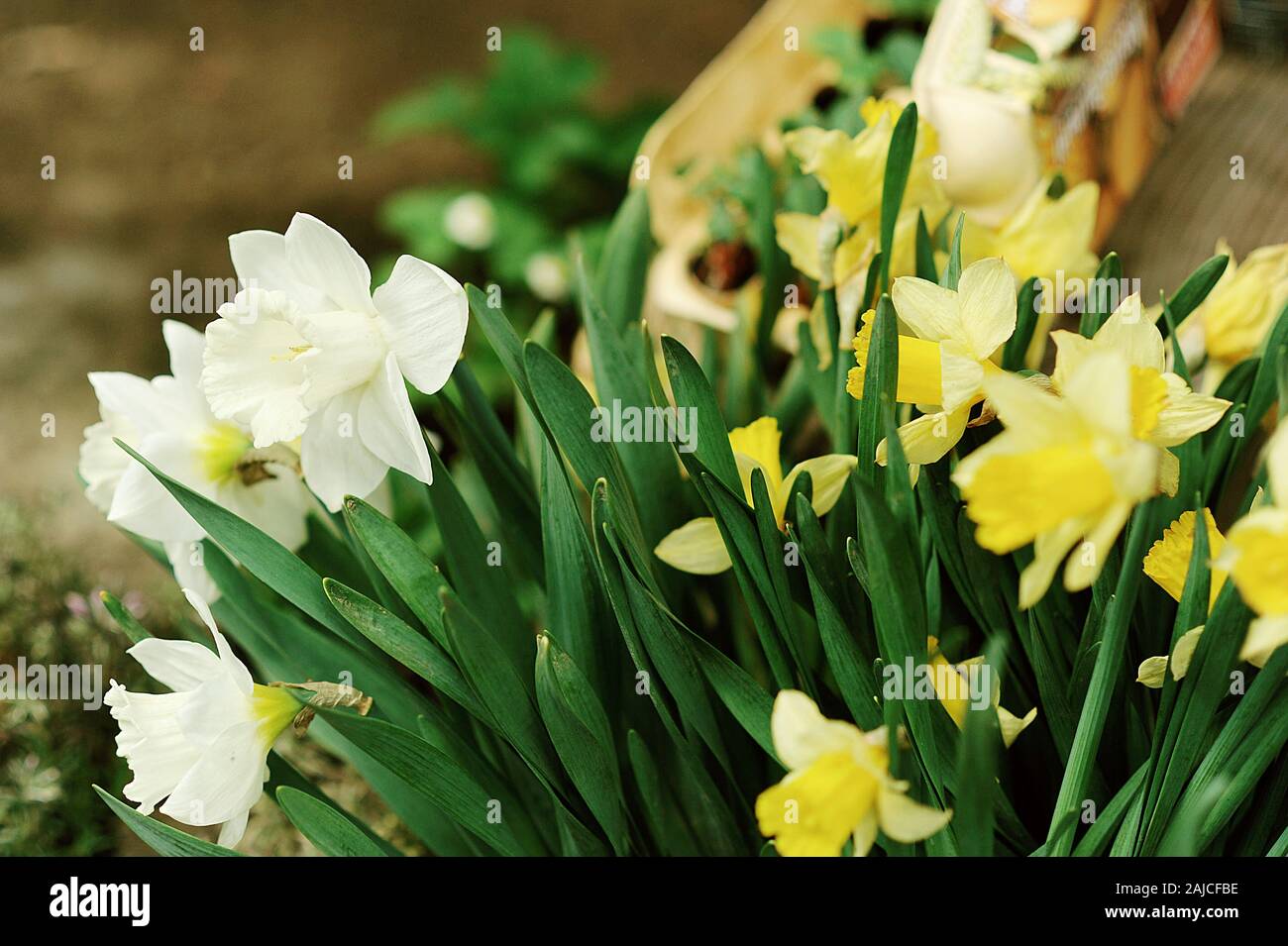 Various flowers and plants inside greenhouse. Spring flowers Stock ...
