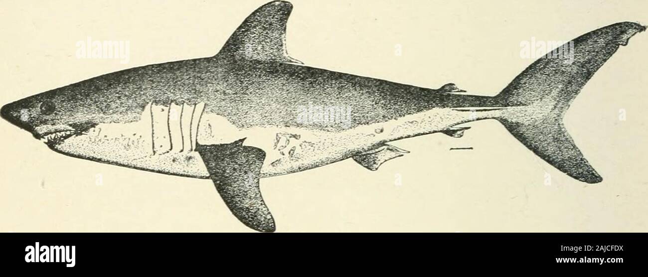 A treatise on zoology . ; r, anterior gill-raker ; s, outer septum ; t ...