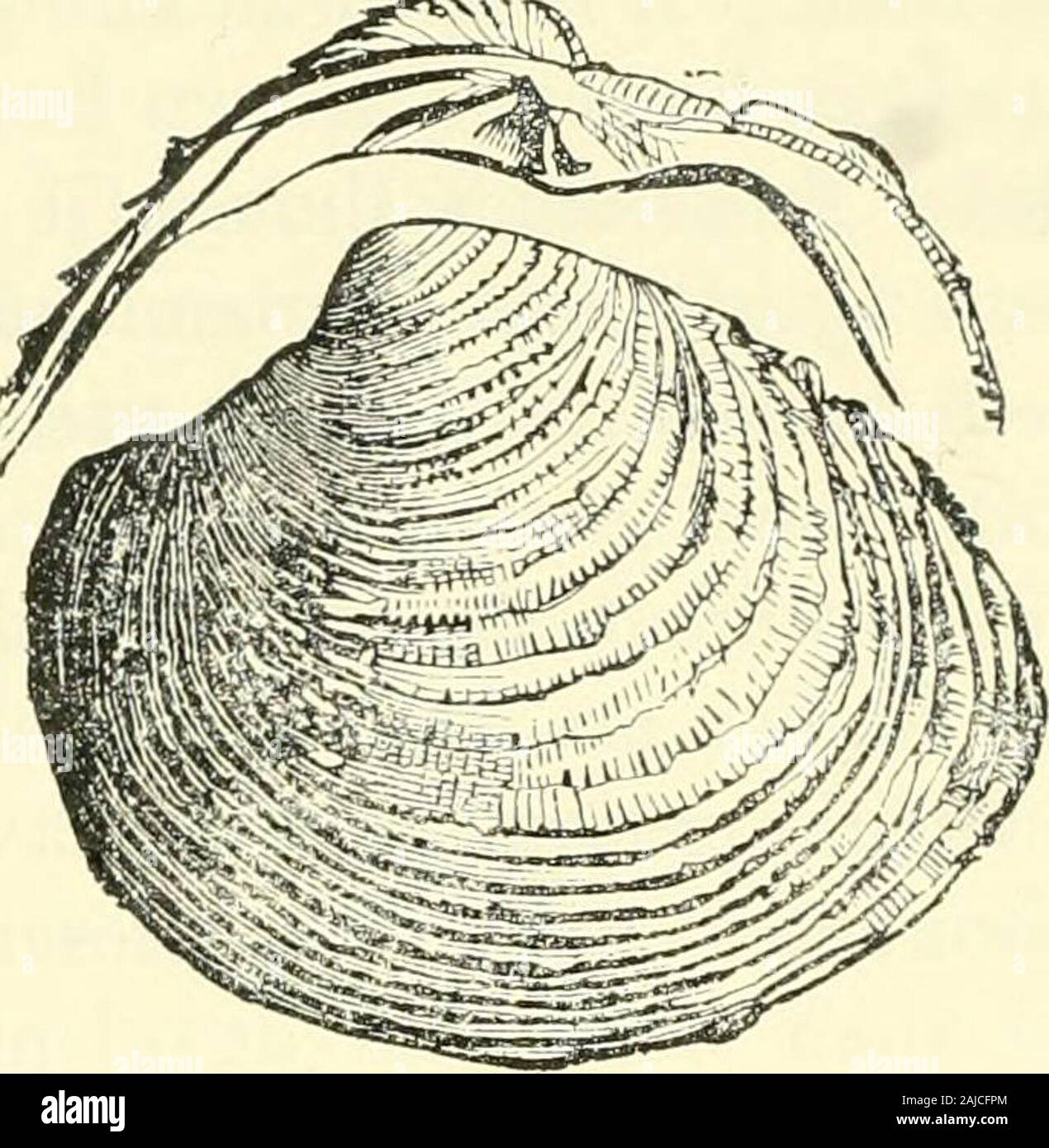 Globose shell hi-res stock photography and images - Alamy