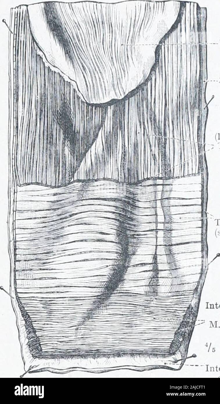 An atlas of human anatomy for students and physicians . Levator ani ...