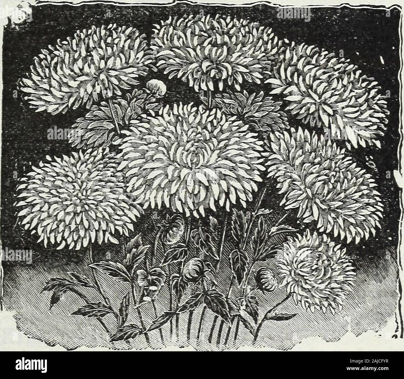 Featheryflowers hi-res stock photography and images - Alamy