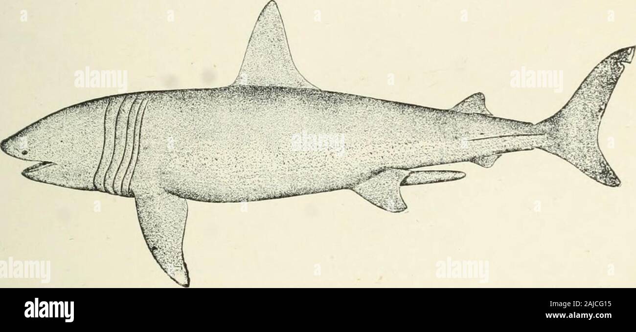 Calcifica hi-res stock photography and images - Alamy