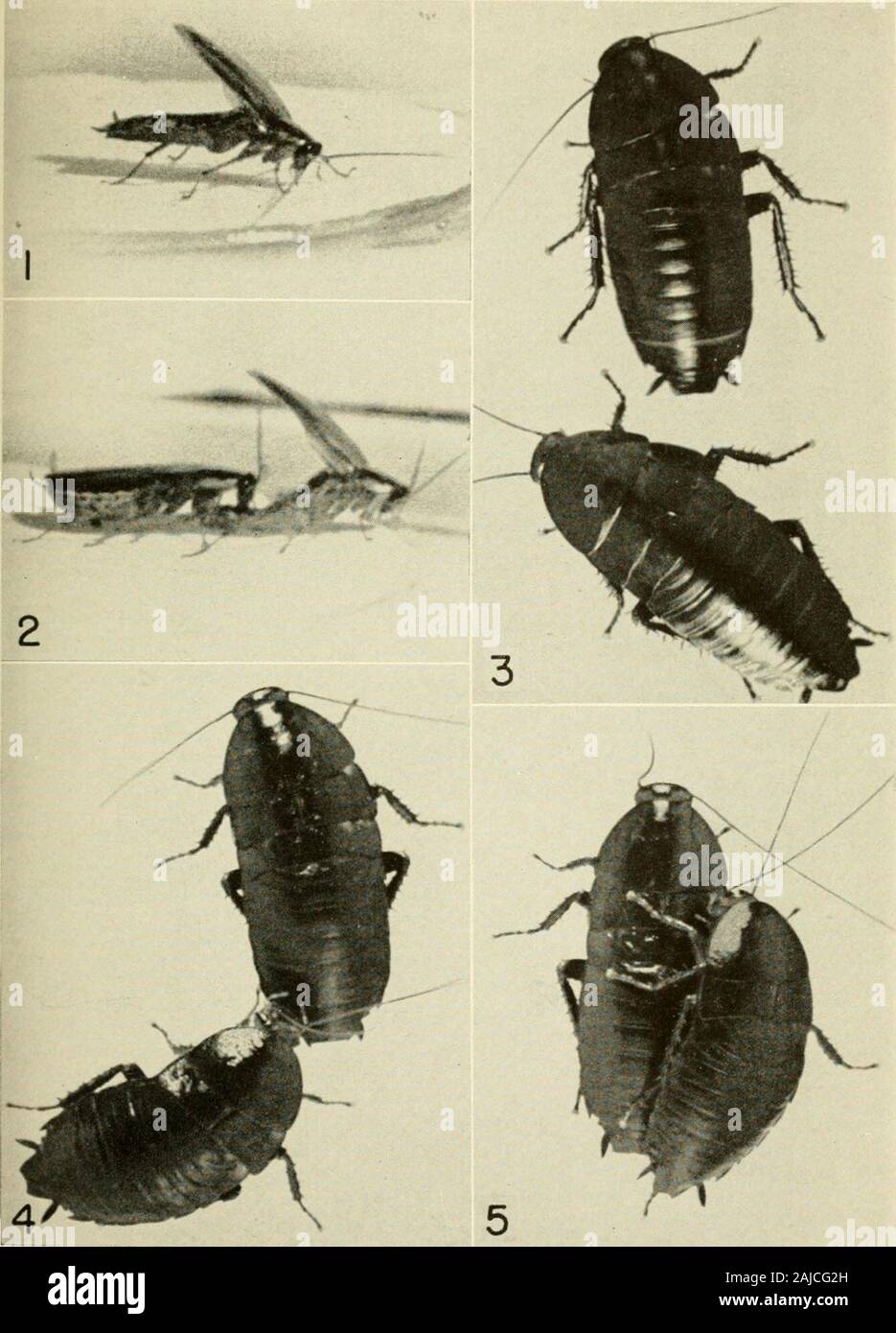 Glandsecretion hi-res stock photography and images - Alamy