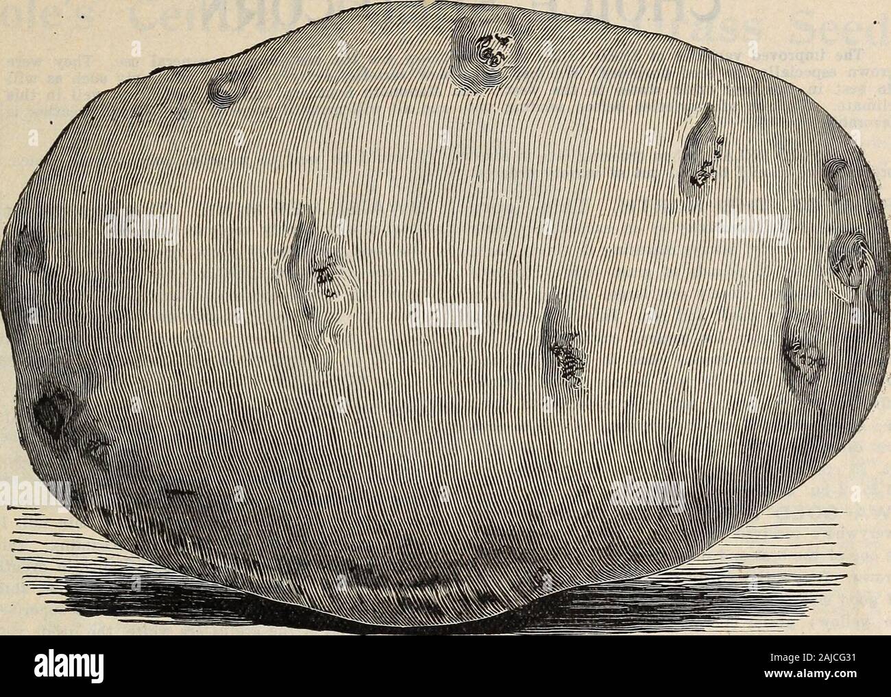 Cole's garden annual . With the Concave Potato Knife, seed potatoes ...