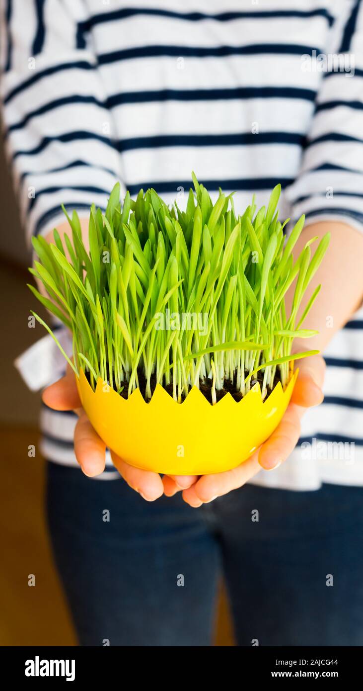 Oat sprouts hi-res stock photography and images - Alamy