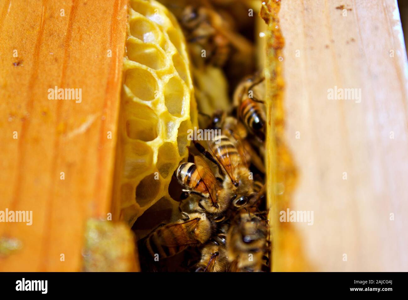Teamwork of bees hi-res stock photography and images - Alamy