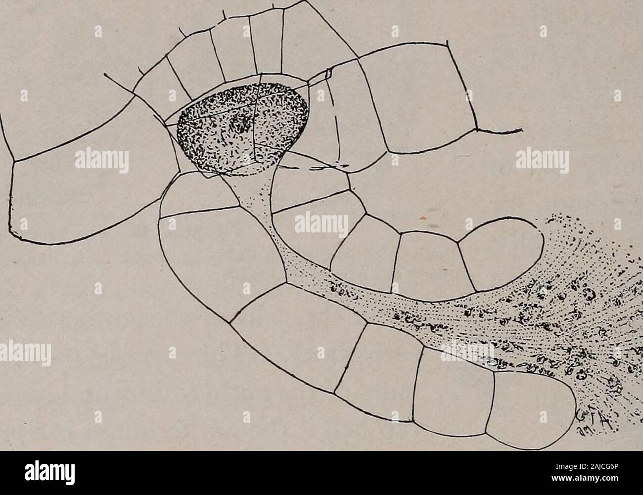 Elementary botany . Fig. 308. 1 Archegonium of fern. Large cell in the ...