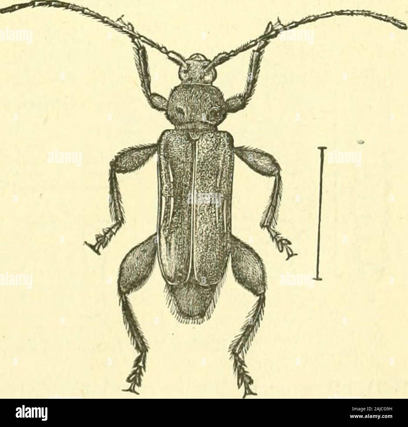 Linden borer hi-res stock photography and images - Alamy