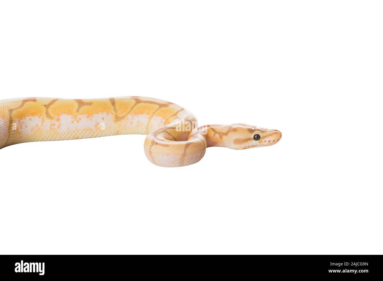 snake python isolated on white background Stock Photo - Alamy