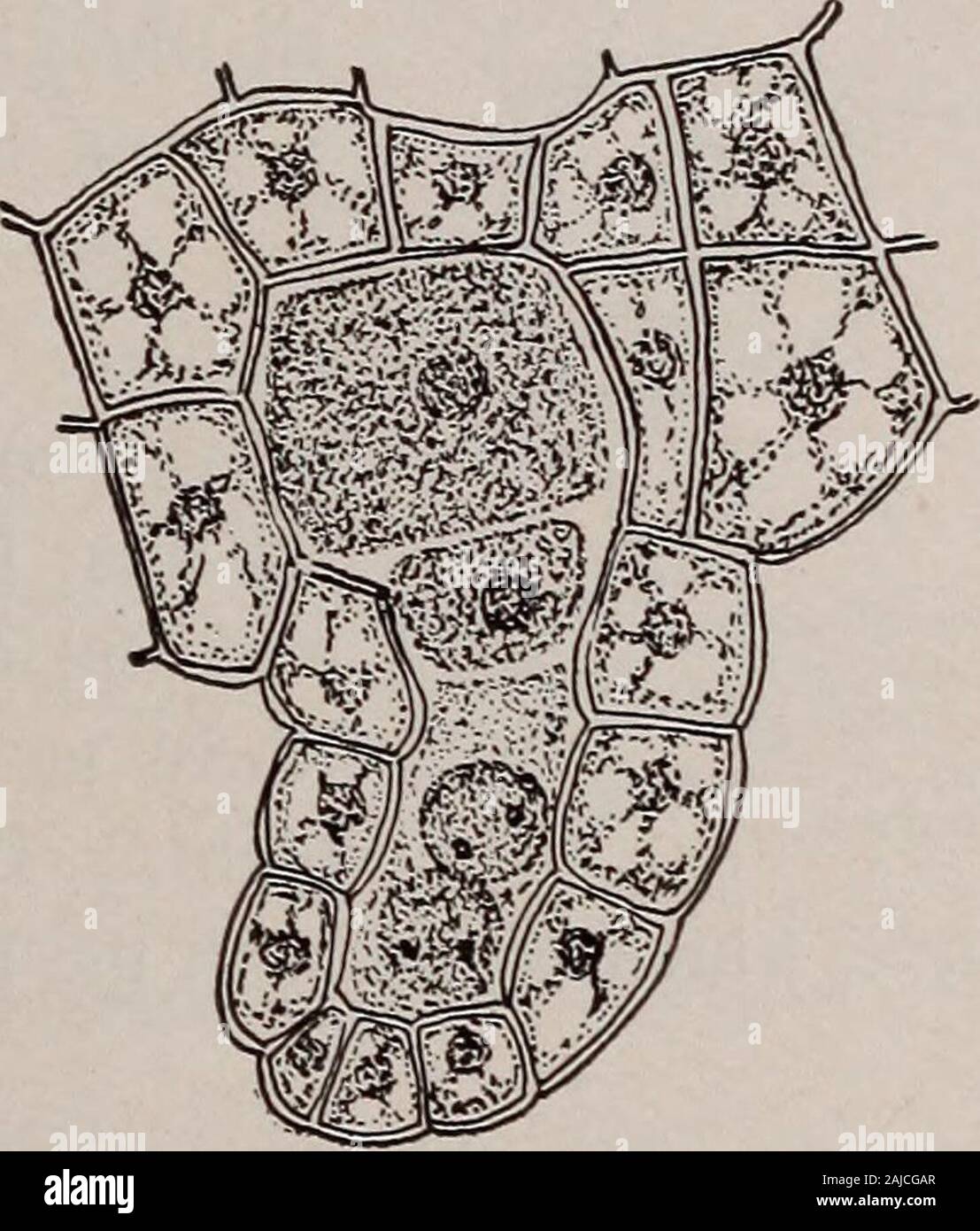 Elementary botany . Fig. 308. 1 Archegonium of fern. Large cell in the ...