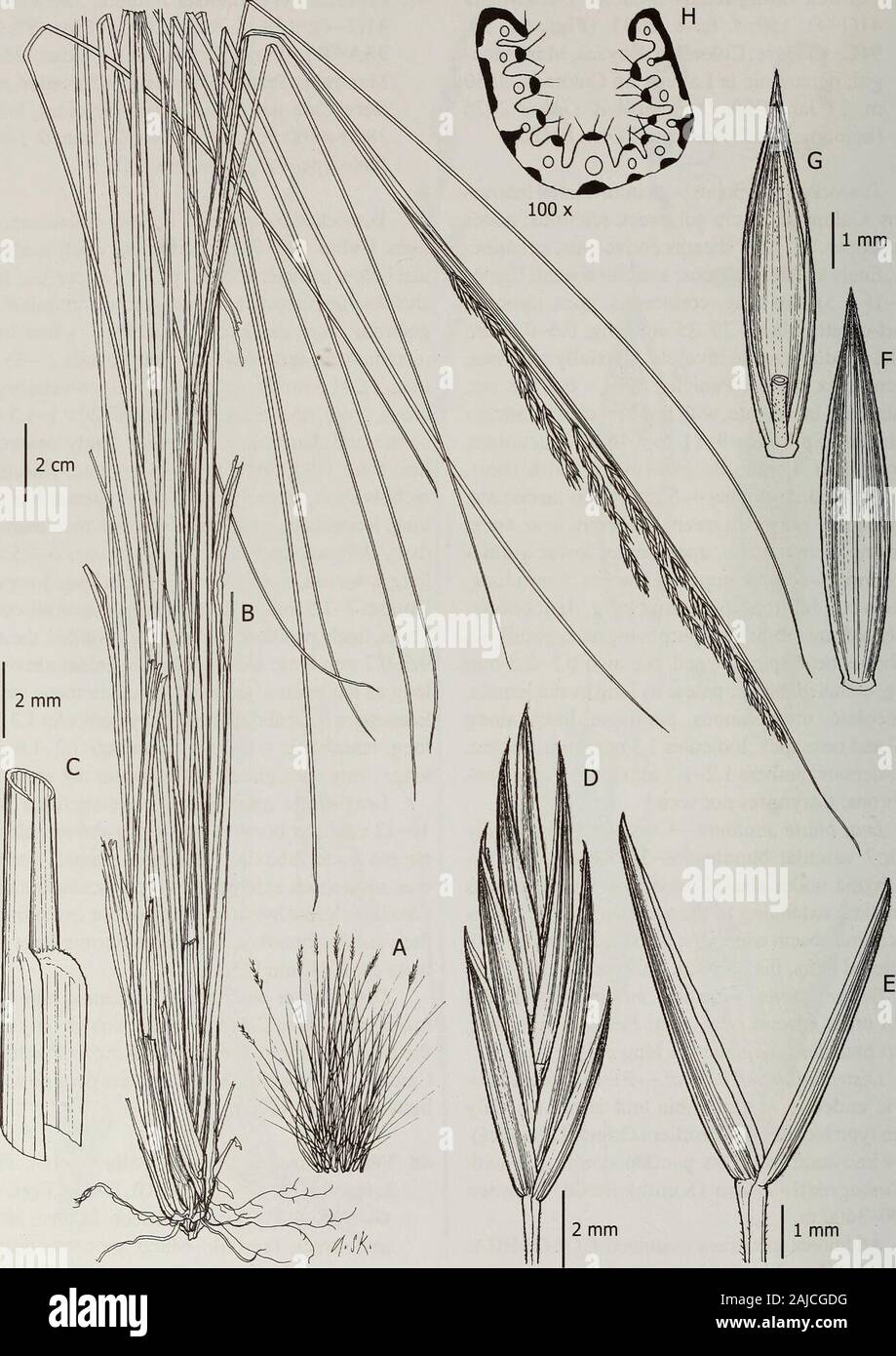 Contributions from the United States National Herbarium . mmlong ...