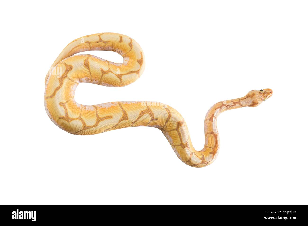snake python isolated on white background Stock Photo - Alamy