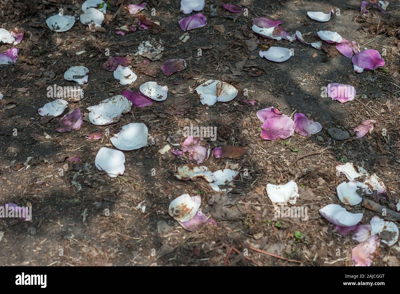 scruffy magnolia. shabby flower of magnolia, weather-beaten, crumpled ...