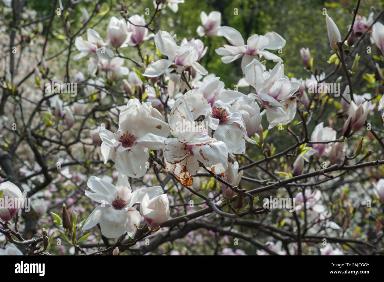 scruffy magnolia. shabby flower of magnolia, weather-beaten, crumpled ...
