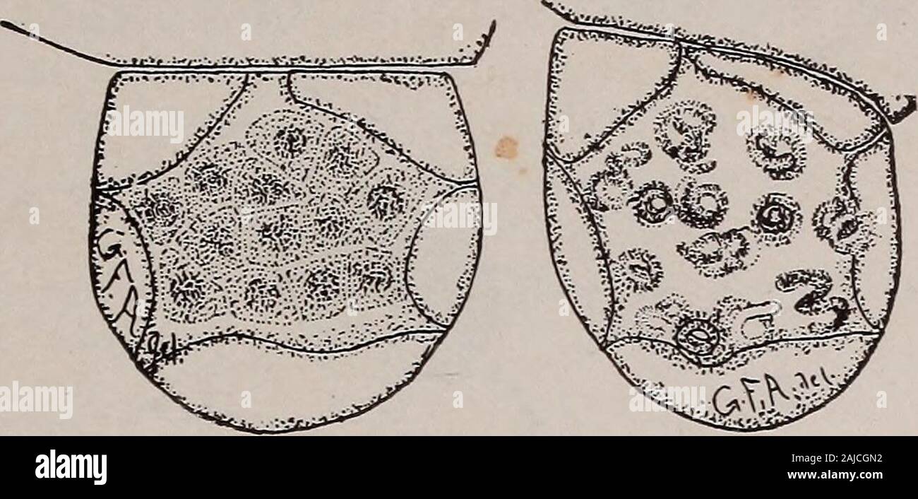 Elementary botany . Fig. 305. Male prothallium of fern (niphobolus ...