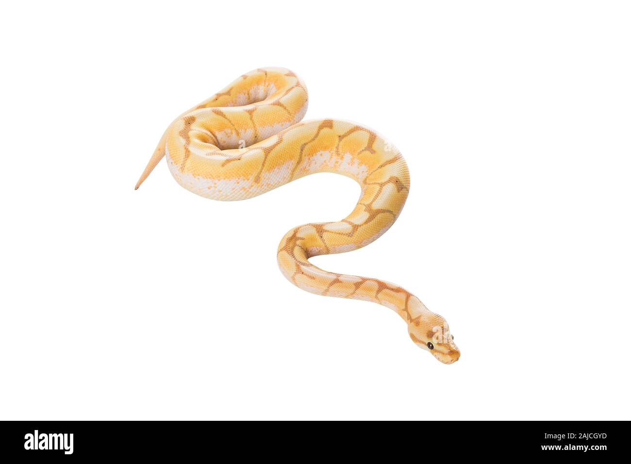 Albino ball python Cut Out Stock Images & Pictures - Alamy