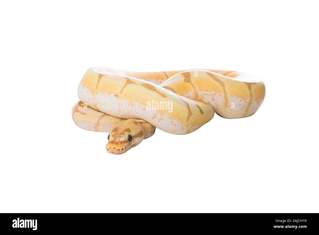 snake python isolated on white background Stock Photo - Alamy