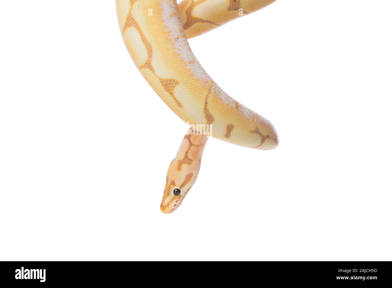 snake python isolated on white background Stock Photo - Alamy