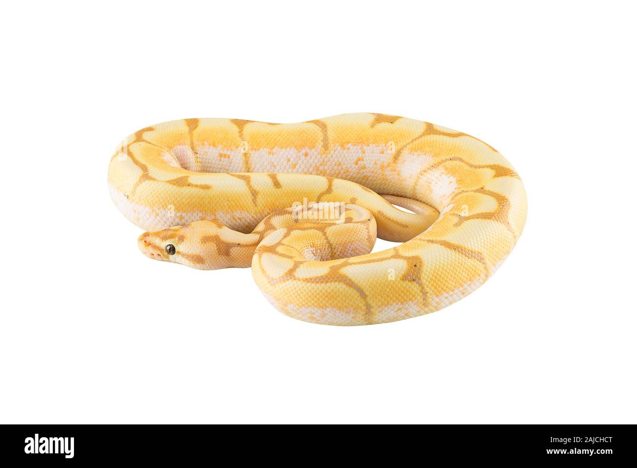 snake python isolated on white background Stock Photo - Alamy
