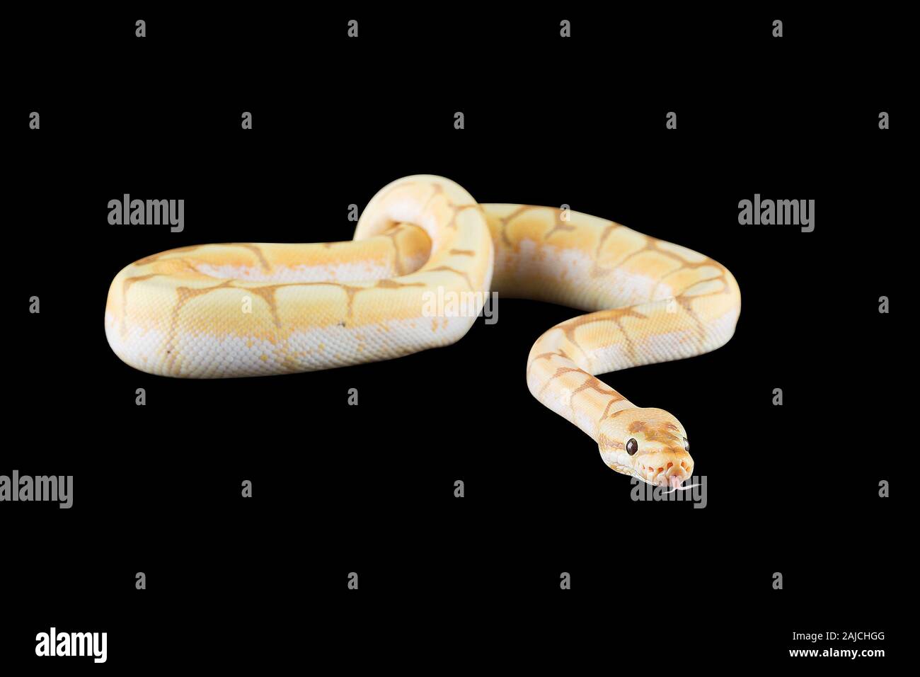 albino python isolated on black background Stock Photo - Alamy