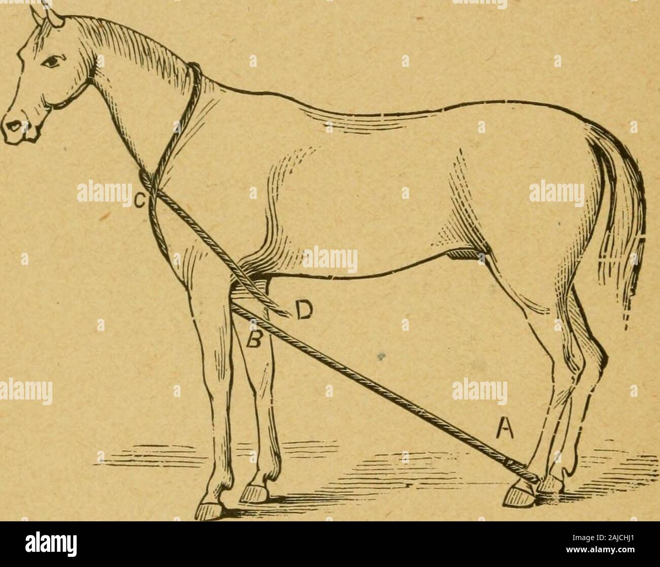 Horseshoeing process hi-res stock photography and images - Alamy