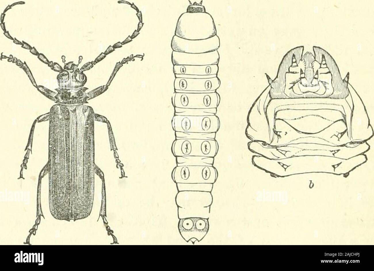 Large white wood grub hi-res stock photography and images - Alamy