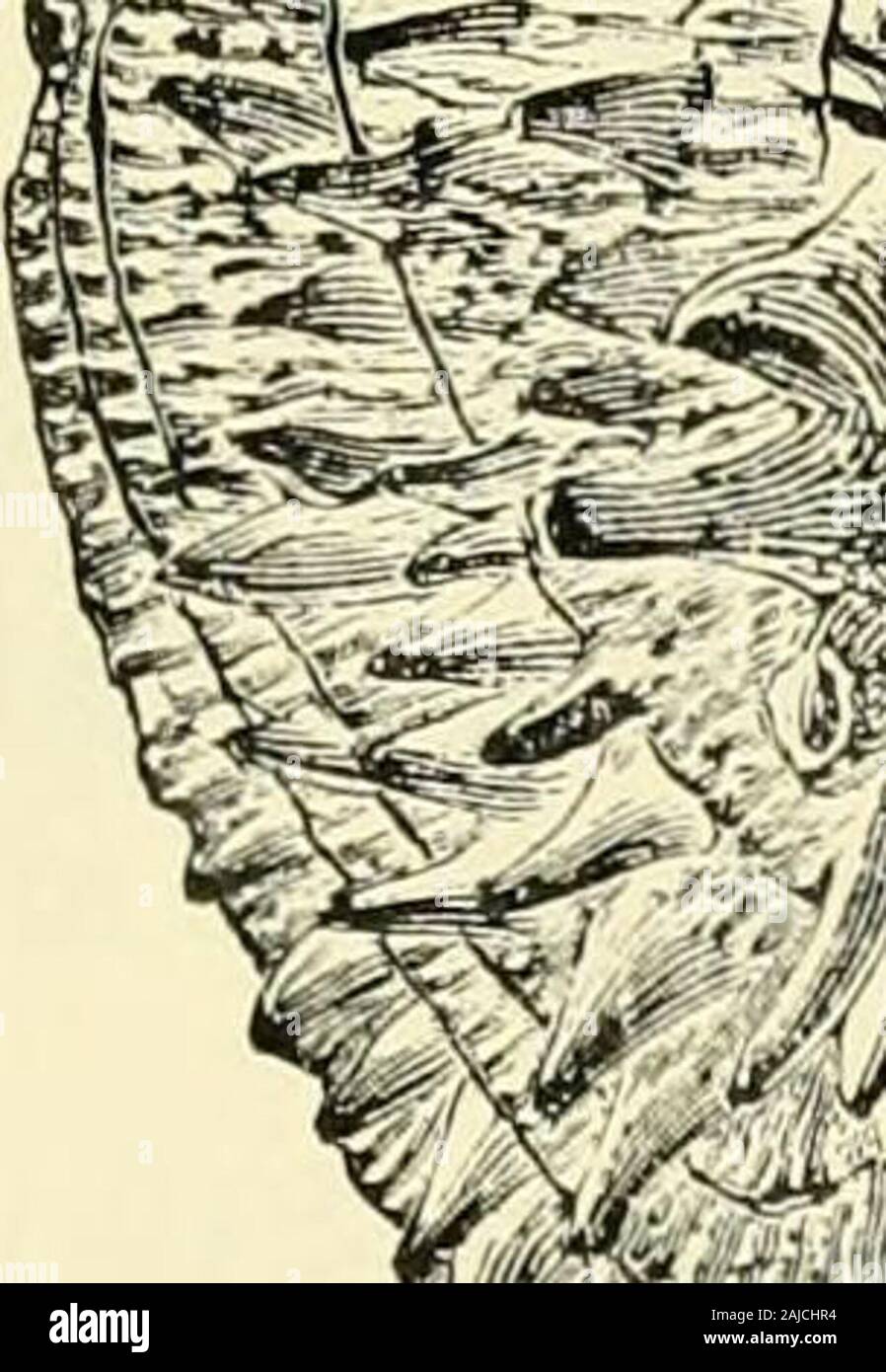 Obtuse umbo hi-res stock photography and images - Alamy