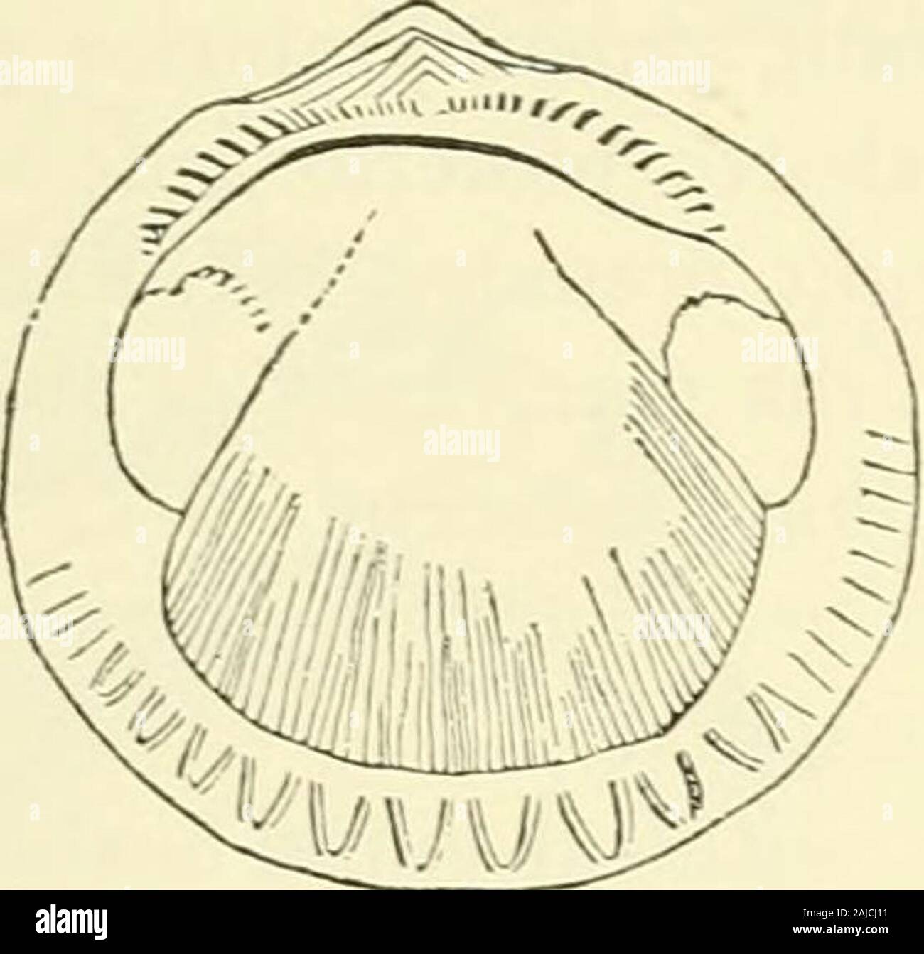 Miocene fossils hi-res stock photography and images - Alamy