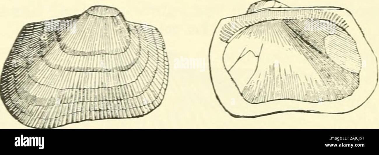 Strong ribbed shell hi-res stock photography and images - Alamy