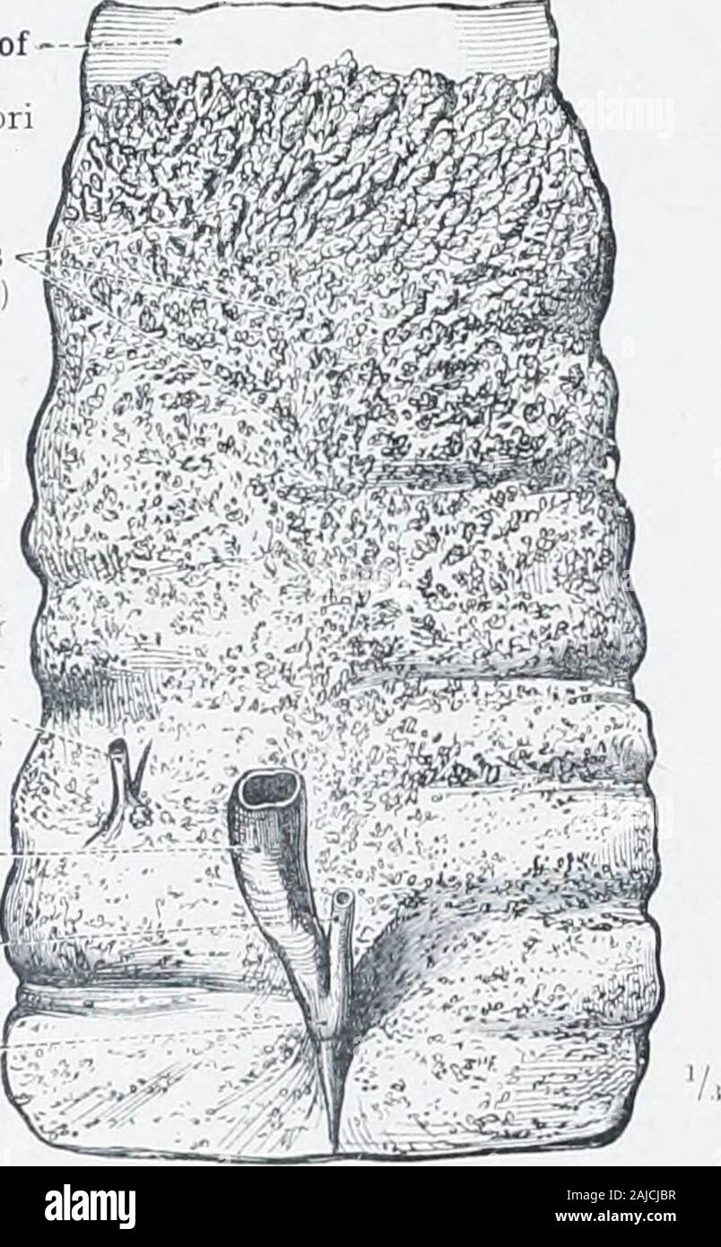 An atlas of human anatomy for students and physicians . Serous coat ...