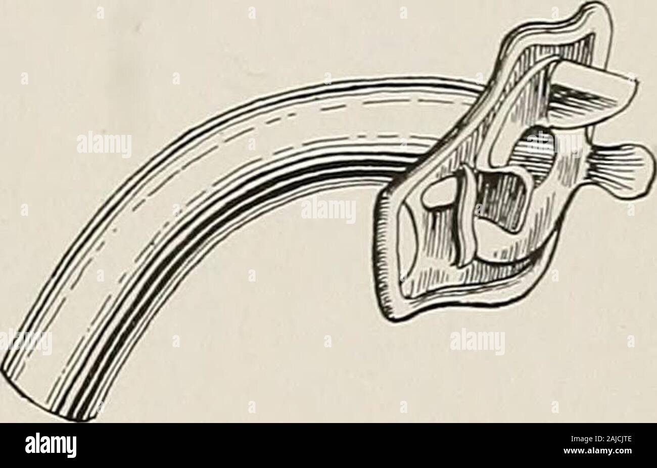 Isthmus of thyroid gland hi-res stock photography and images - Alamy