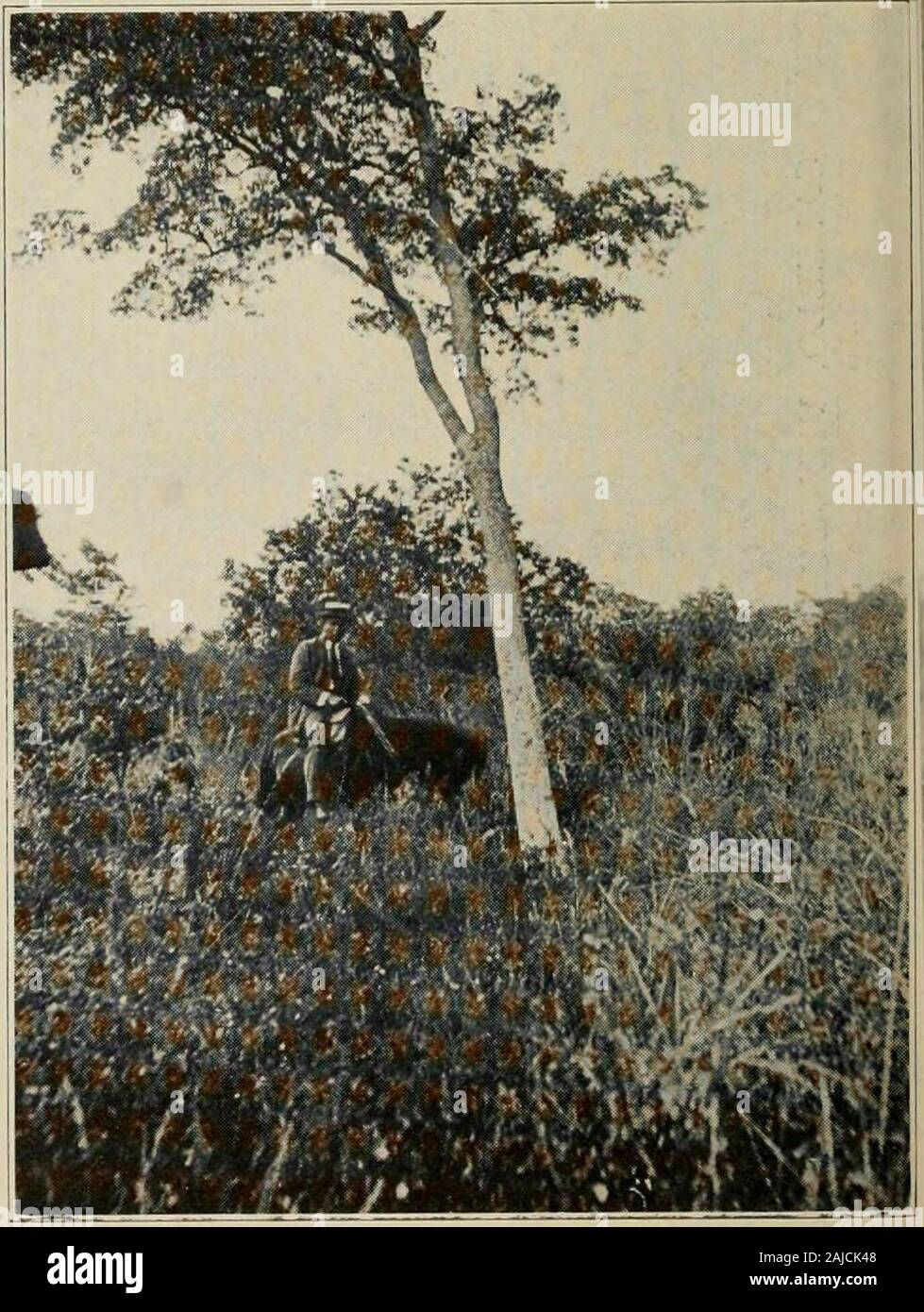 Lignum vitae tree hi-res stock photography and images - Alamy