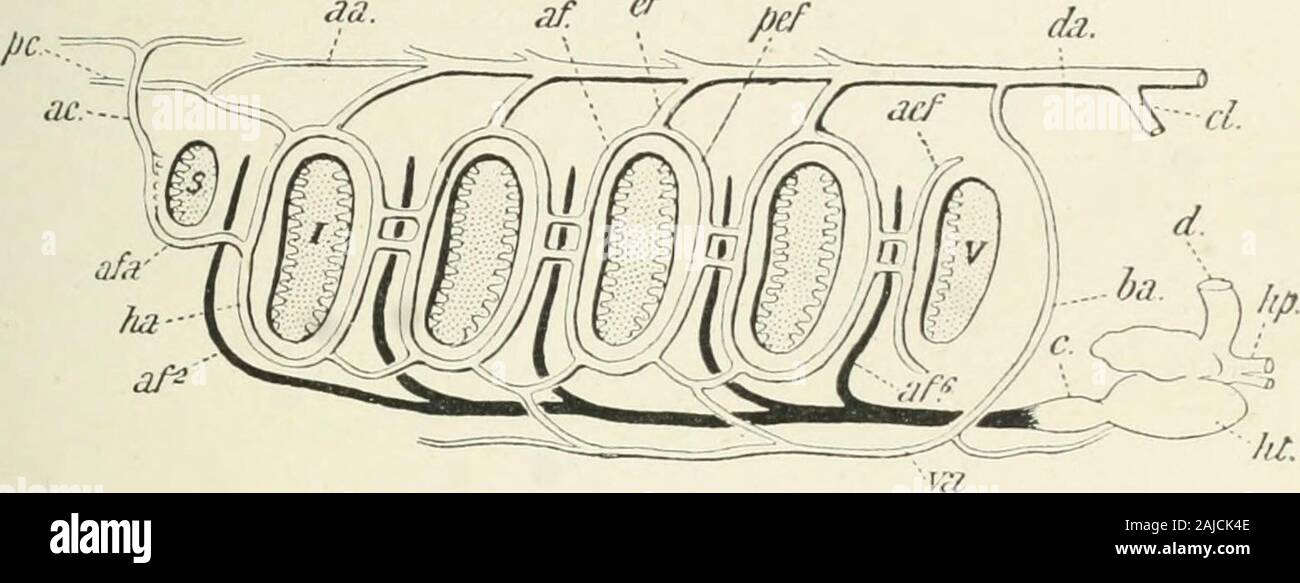 A treatise on zoology . bp. Fig. 07 Diagram of tlie lateral-line canal ...