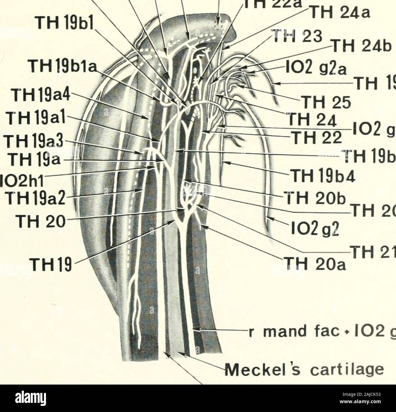 Occasional papers of the California Academy of Sciences . RAMUS ...