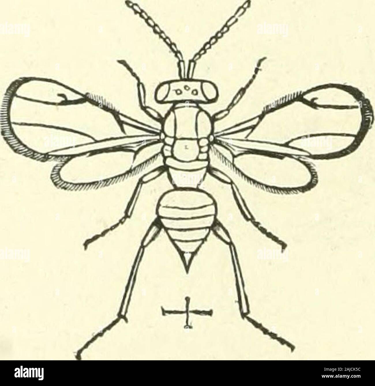 Brood april to june hi-res stock photography and images - Alamy