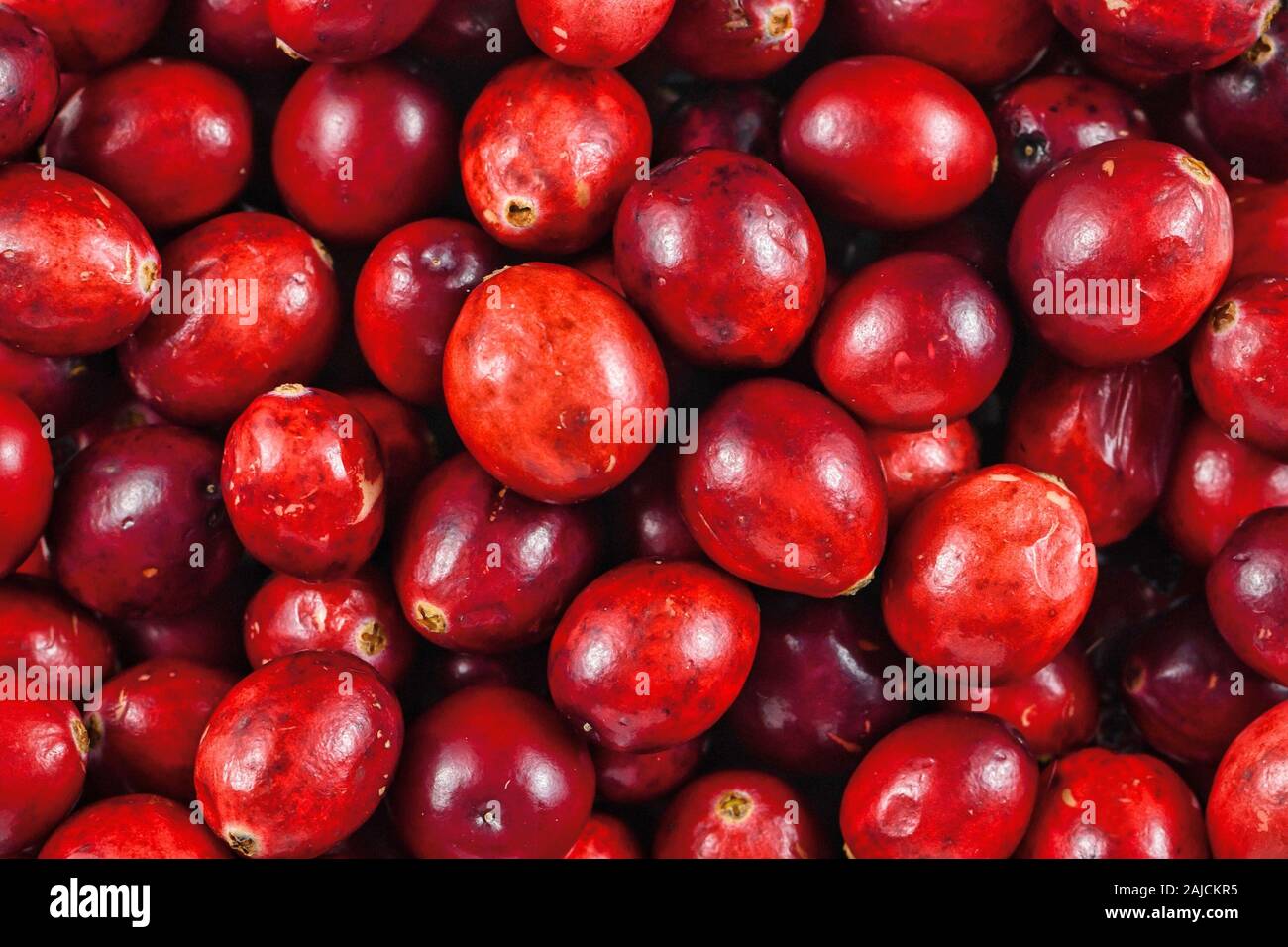 Top view of bunch of raw organic red cranberriy fruits Stock Photo - Alamy