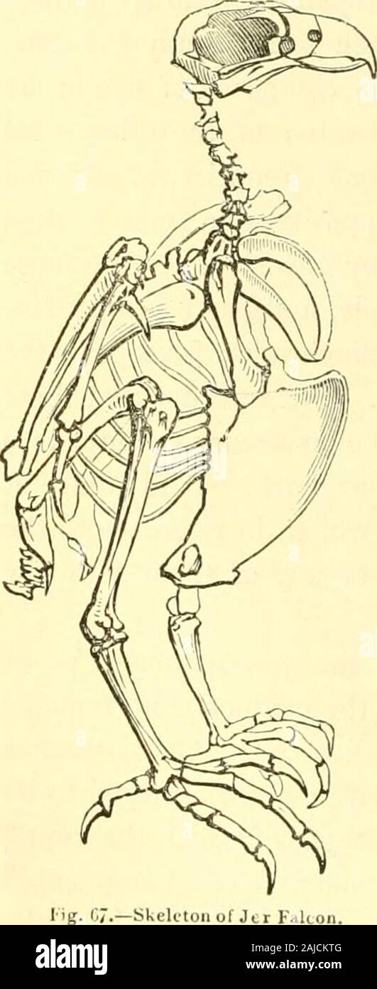 Bird pelvis anatomy hi-res stock photography and images - Alamy